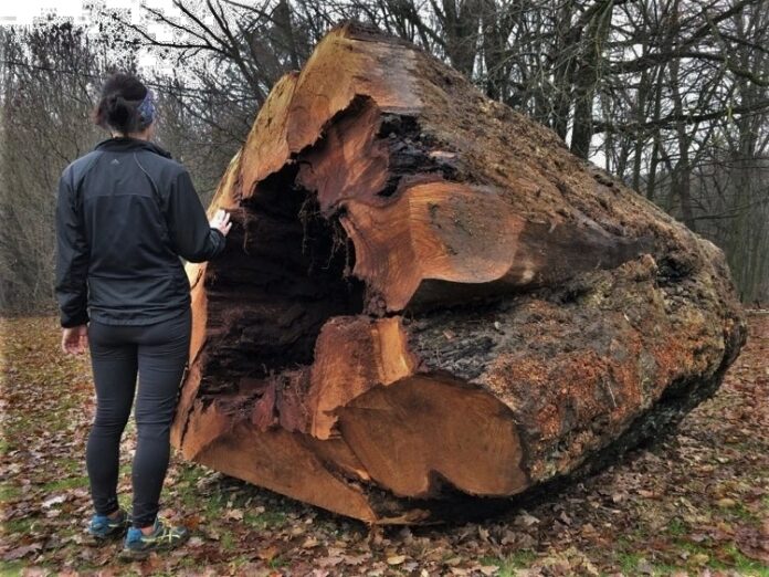 DEZASTRU ECOLOGIC! Giganți ai naturii, tăiați pentru grătarele cu vânat ...